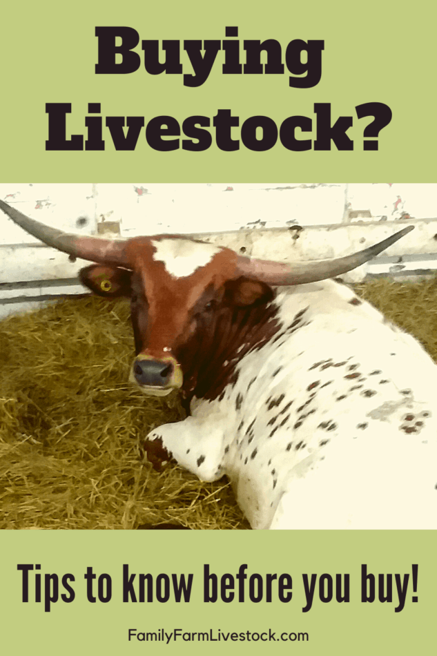 What To Look For When Purchasing Livestock – Family Farm Livestock