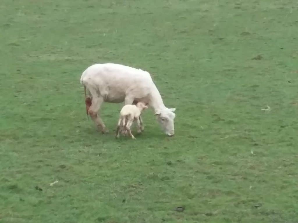 Raising Sheep For Profit: Let’s Look At Some Numbers – Family Farm ...