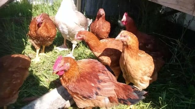 Cornish Cross vs. Red Ranger Broilers: Which Is Better To Raise ...