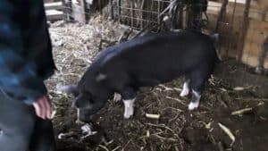 The Best Pigs For Breeding Stock: A Beginner’s Guide – Family Farm ...
