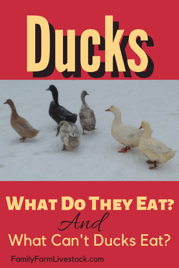 Ducks Eating Dirt, Meat, Chicken Feed? What’s OK And What’s Not ...