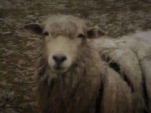 Why Rams Headbutt Each other (and You!) – Family Farm Livestock