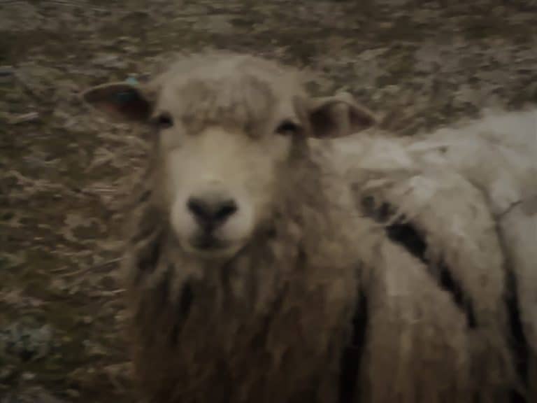 Why Rams Headbutt Each other (and You!) – Family Farm Livestock