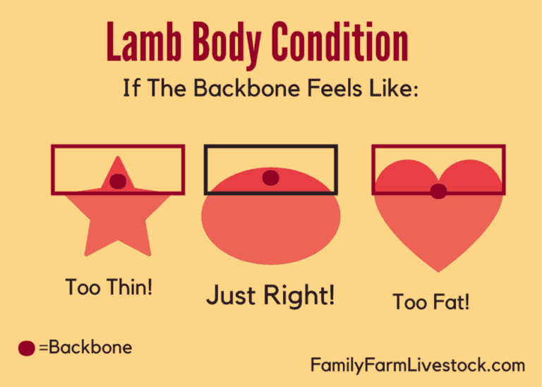 Is Your Lamb Is Ready To Butcher? 3 Things To Check – Family Farm Livestock