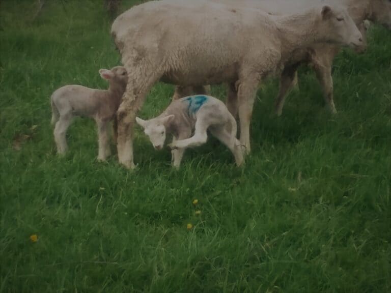 Lambing Time Supply List: What You Really Need And What You Don’t ...