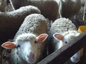 Bottle Lamb Problems: Slow Gains And Weaning – Family Farm Livestock