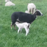 111 Facts About Sheep: Beginner friendly basics – Family Farm Livestock