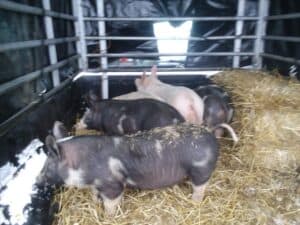 Raising Feeder Pigs: How Long Does It Take? – Family Farm Livestock