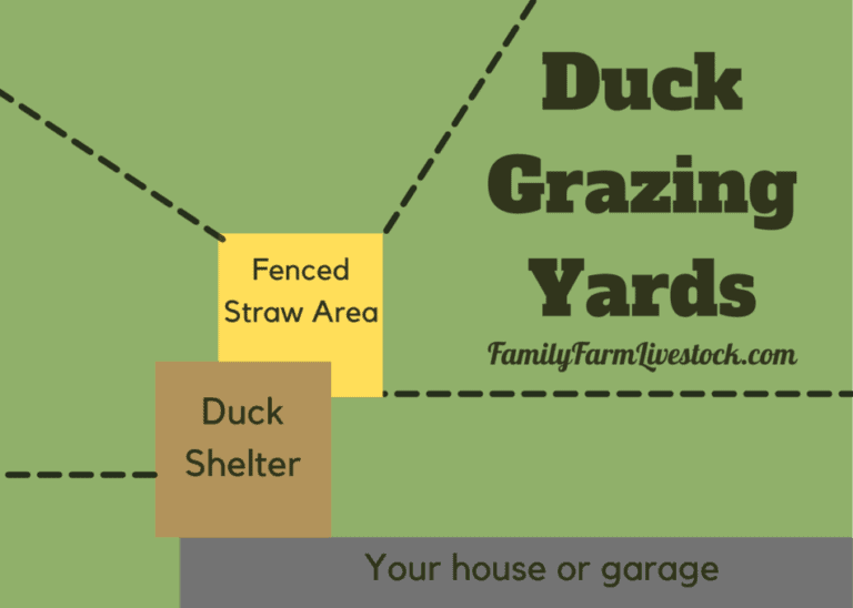 Do You Have Enough Room To Raise Ducks? – Family Farm Livestock