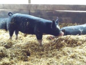 Best Pig Breeds For Bacon Lovers – Family Farm Livestock