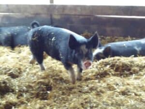 How To Tell The Differences In Pig Breeds – Family Farm Livestock