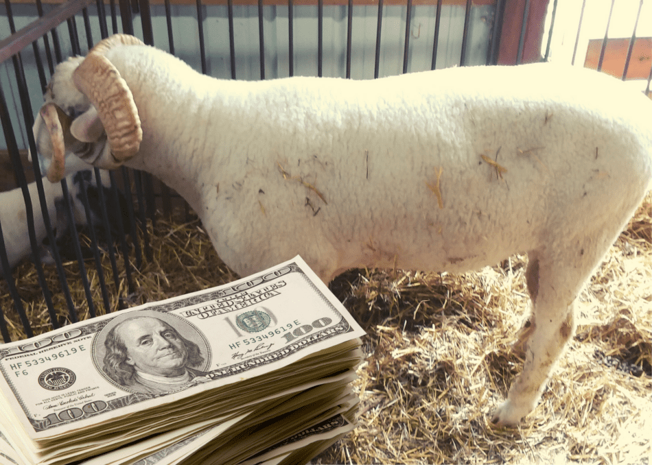 How Much Does A Ram Cost Family Farm Livestock How Much Does A Ram Cost Family Farm Livestock