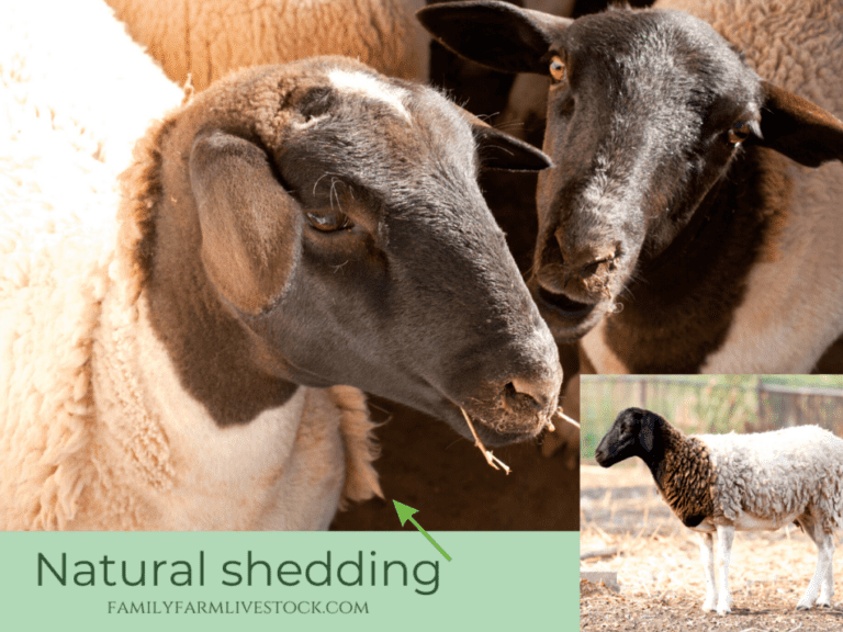 9 Things Dorper Sheep Are Known For – Family Farm Livestock